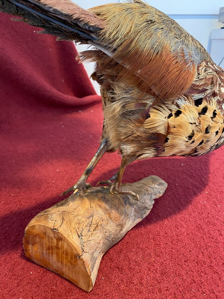 Chinese Ringneck Pheasant Taxidermy based mounted bird | eBay