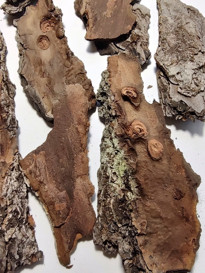 3oz Pine Tree Bark Pieces ~Decorate Terrariums ~Seasonal Arts & Crafts ...