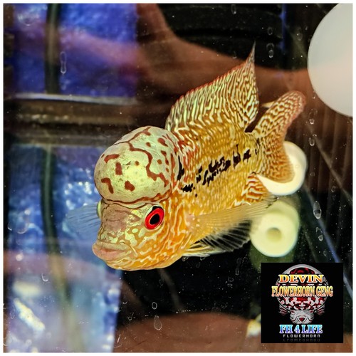 VIP FULL MASK YELLOW KAMFA F2 HAMMER KOK THICK PEARL(VIETNAMESE STYLE ...
