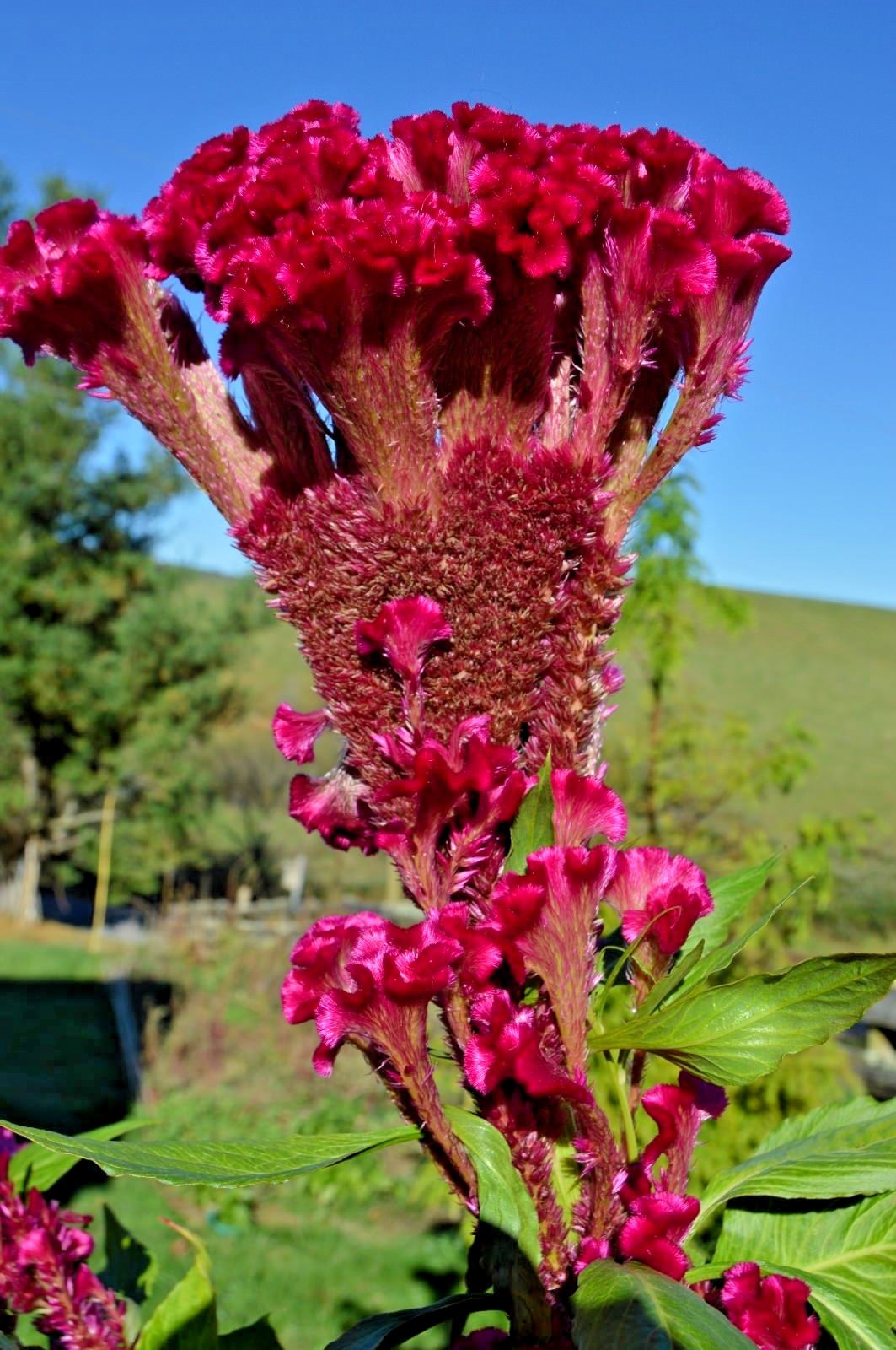 GIANT HAND OF GOD COCKS COMB COCKSCOMB / UNUSUAL / 4-5 FT STALKS WITH ...
