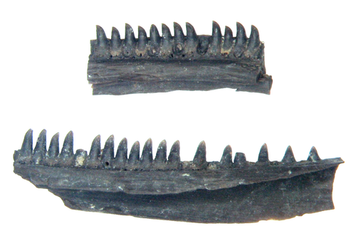 Permian parareptile Abyssomedon fossil Richards Spur jaw in display ...