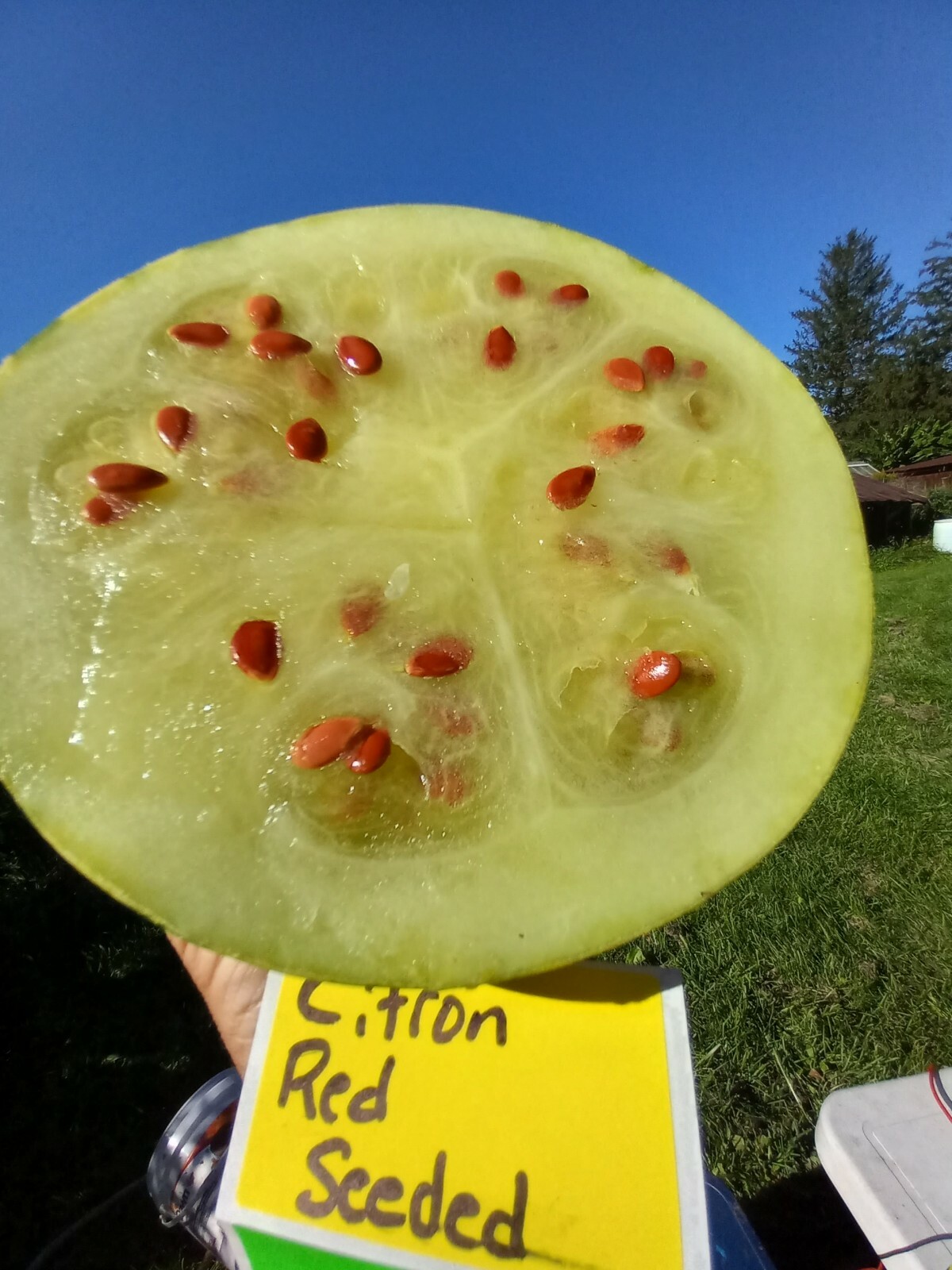 Citron Red Seeded Watermelon Seeds | eBay