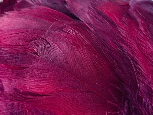 100 Solid Coloured Feathers - Mixed Sizes - Art, Craft, Bubble Balloon ...