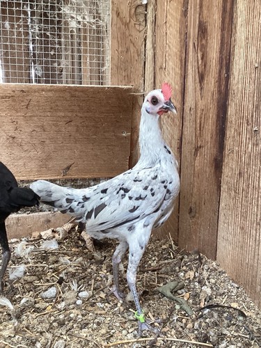 Modern Game Bantam Hatching Eggs, Assorted Colors, 14 Free Shipping | eBay