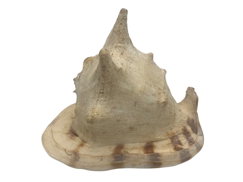 Large Natural Helmet Conch Shell 9.5″ Beach Seashell Tropical Marine ...
