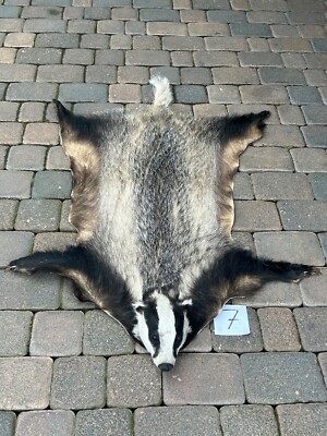 Badger skin with a stuffed head, tanned skin, fur, trophy, taxidermy ...