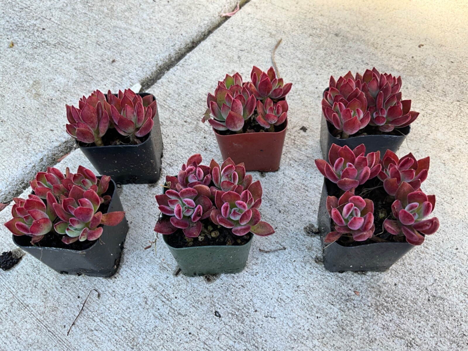 1 Echeveria Pulvinata Devotion Succulent Live Plants Potted 2" | eBay