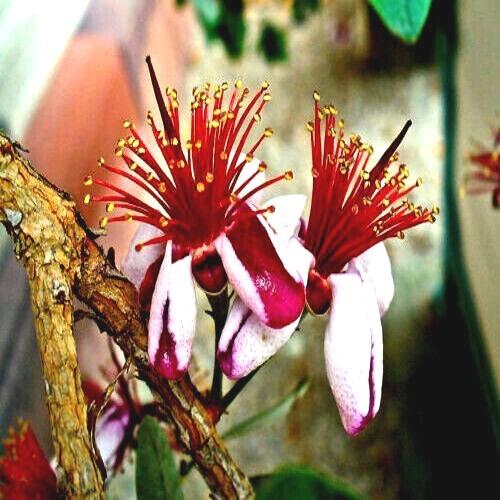 20 PINEAPPLE GUAVA TREE SEEDS "Brazilian Fig Guava Fruit" Tropical ...
