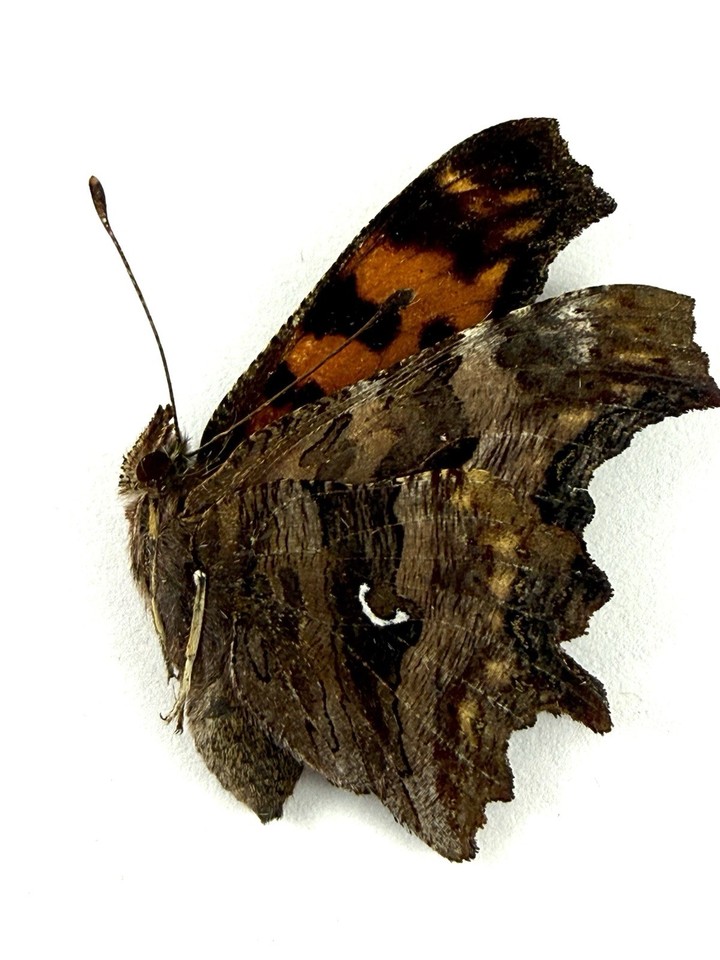 Polygonia satyrus T1334 Satyr Comma Nymphalidae Saskatchewan | eBay UK