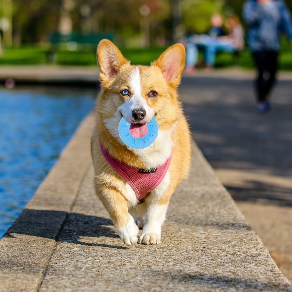 3pcs Donut Shape Dog Chewing Toy Dog Training Ring Pet Dog Chewing Ring ...