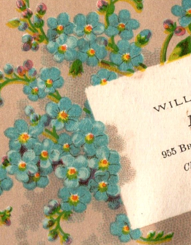 1870s-80s William H. Brower Floral Artist Cut Flowers P74 | eBay