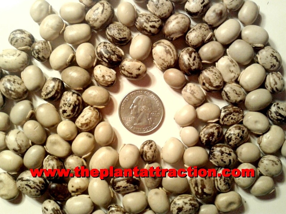 Mucuna Pruriens Vine 5 Seeds, Velvet Bean, Molted Strain NO ITCH, L ...
