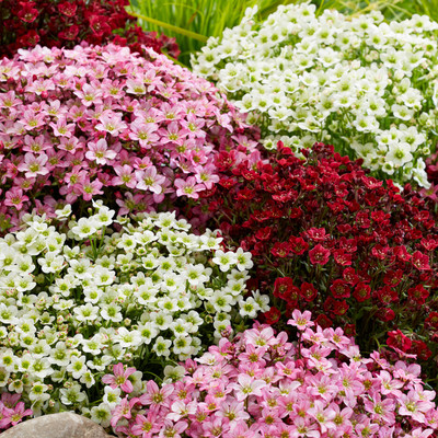 Saxifraga Mix Alpines Garden Ready Flowers Ready to Plant Perennials 6 ...