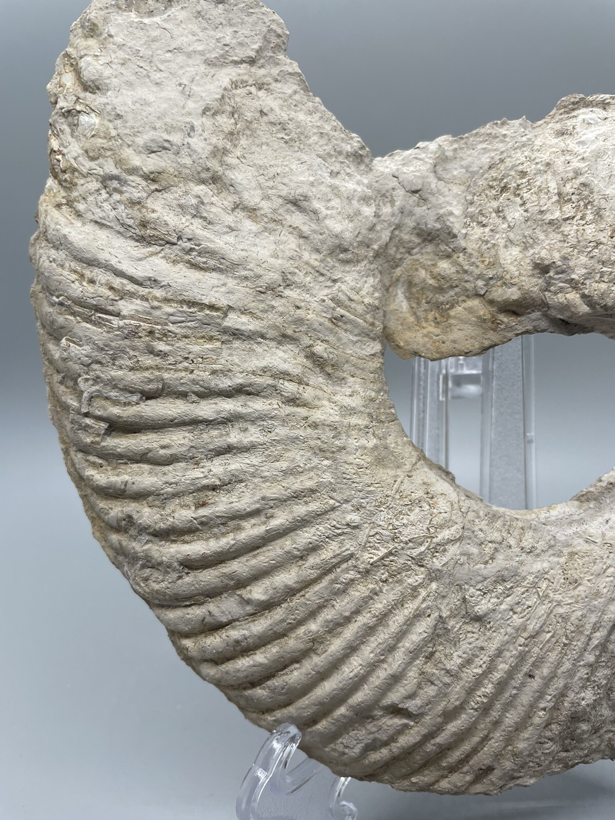 Texas Ammonite Fossil Oxytropidoceras 7 inches Natural Color Extinct ...