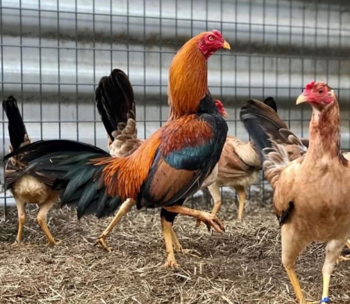 14 Asil 💪🏻Gamefowl 🔥game Chicken Hatching Eggs | eBay
