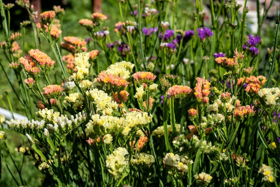 50 APRICOT BEAUTY STATICE Limonium Sinuatum Flower Seeds | eBay UK