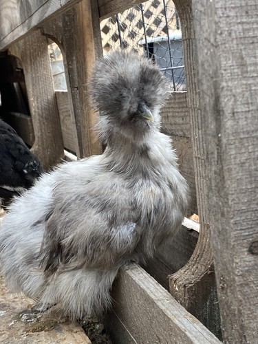 6 Bearded/Crested Show Quality Fertile Silkie chicken hatching eggs | eBay
