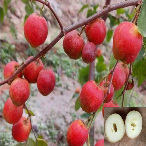 Hybrid Apple Ber Indian jujube ( Red Seedless , Graft plant ) 1 Bare ...