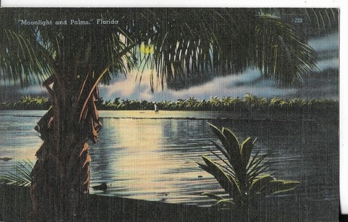 moonlight and palms, florida postcard | eBay
