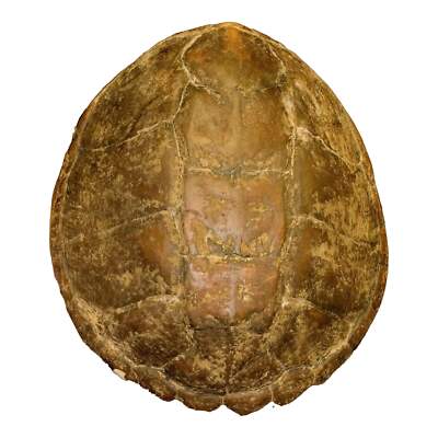 Real Snapping Turtle Shell | eBay