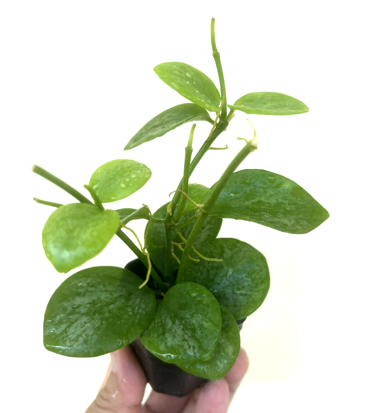 Hoya biakensis splash 5-10 inches well rooted. Free Phytosanitary Cert ...