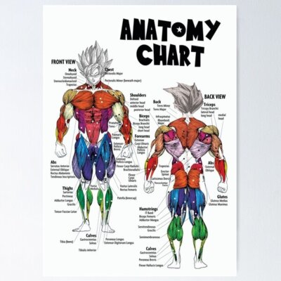 NEW LIMITED! Goku Muscle Chart - Anatomy Diagram Poster | eBay