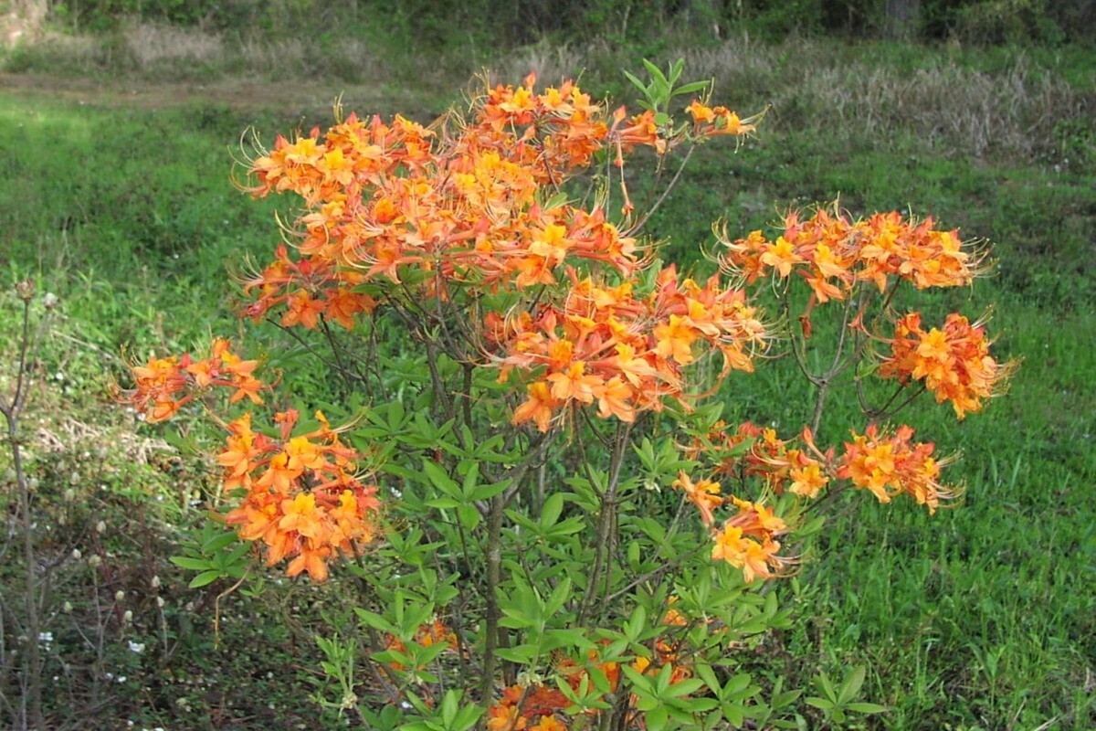 TIPSY TANGERINE~Aromi Azalea Rhododendron Deciduous SMALL Starter Plant ...