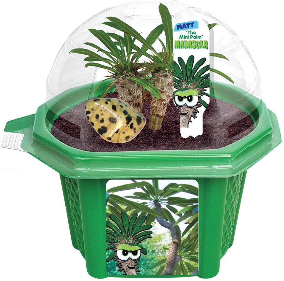Character Micro Domes Matt The Madagascar Mini Palm - Easy-to-Grow ...