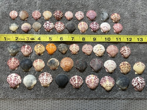 Calico Scallop Seashells - Lot Of 50!! Shells are from Sanibel island ...