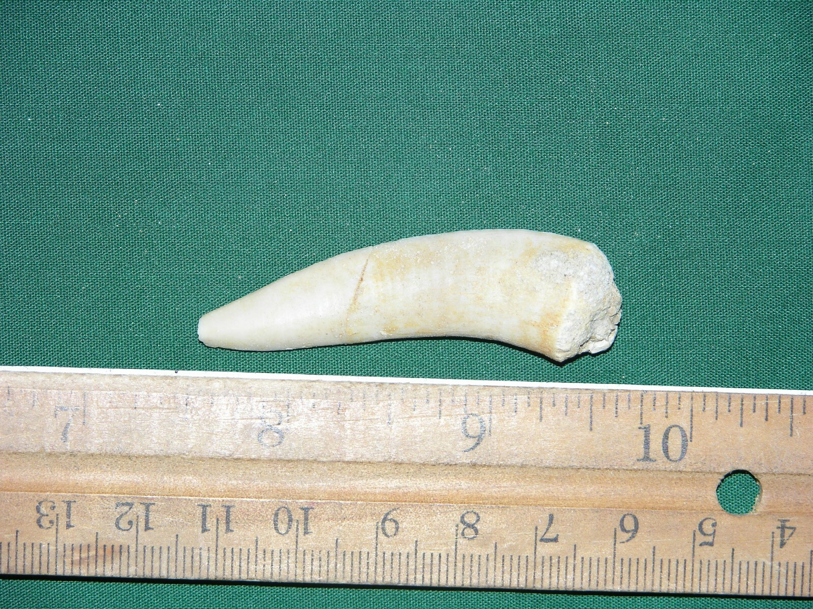 Saber tooth Herring fossil tooth Enchodus Cretaceous 2–2.5 inch T15 | eBay