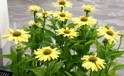 Echinacea Seeds - CHIQUITA - Dwarf Hybrid Coneflower - Rare Variety ...