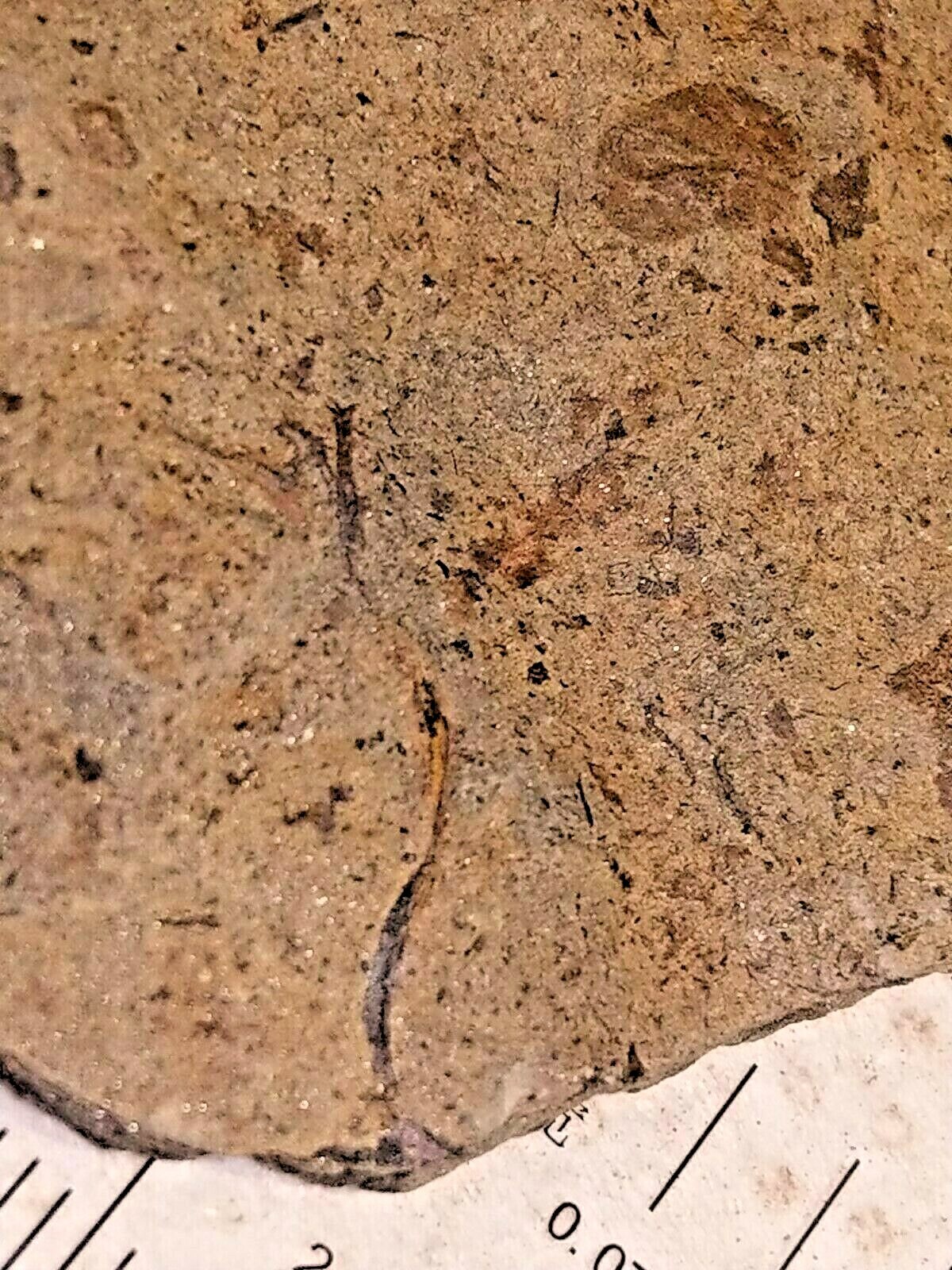 Cooksonia sp. with sporangium 18mm Oldest Silurian fossil first land ...