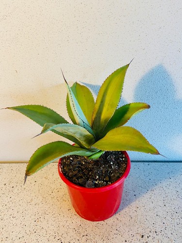 Agave impressa ‘Maguey Cenizo’ – Drought-Tolerant, Low-Maintenance ...
