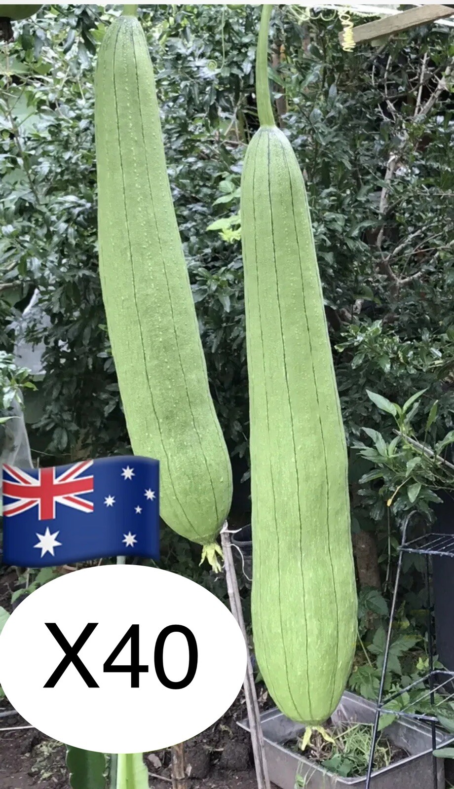 40 X Luffa Seed SPONGE GOURD Edible Fruit Loofah Vegetable Veggie ...