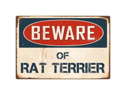 Beware Of Rat Terrier 8" x 12" Vintage Aluminum Retro Metal Sign VS357 ...