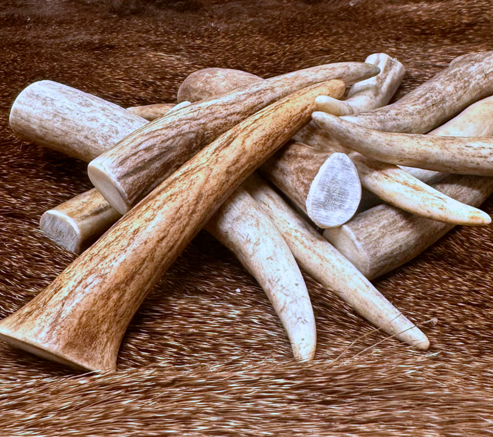 10 PACK - Premium * A * GRADE Deer Antler Crafting Tips (Choose Size ...