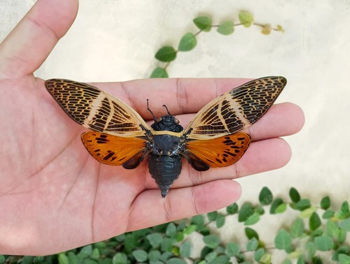 Taxidermy Cicada Insect Spread Pinned Art Gallery Collection Gift for ...