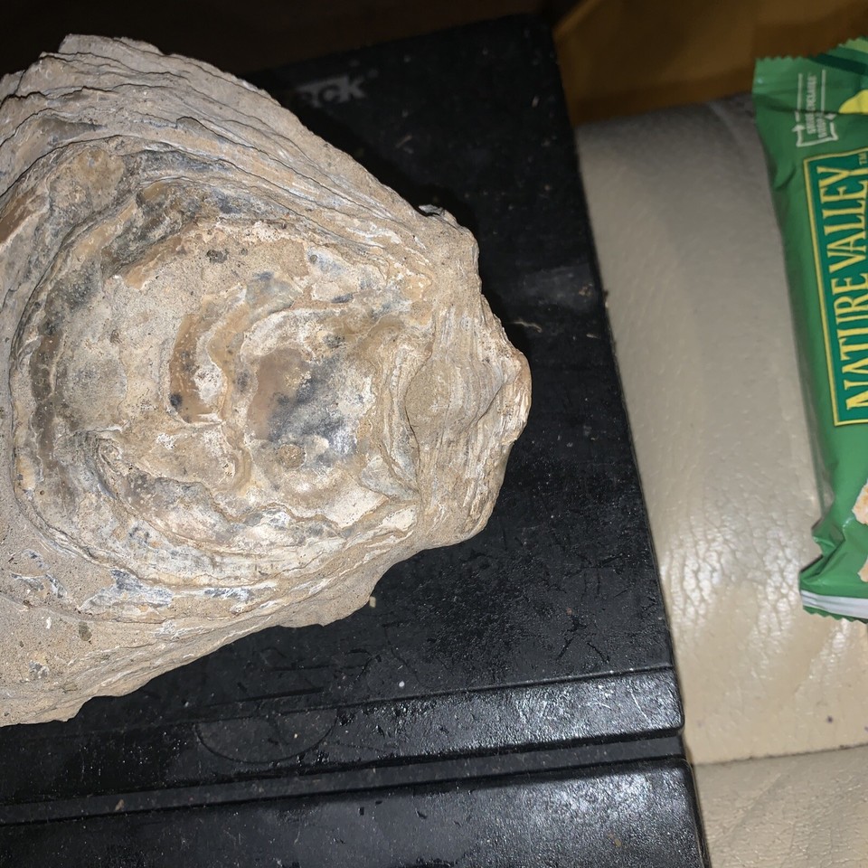 Fossilized Old Fossil Oyster Sea Shell Shows Fantastic Detail Whole New ...