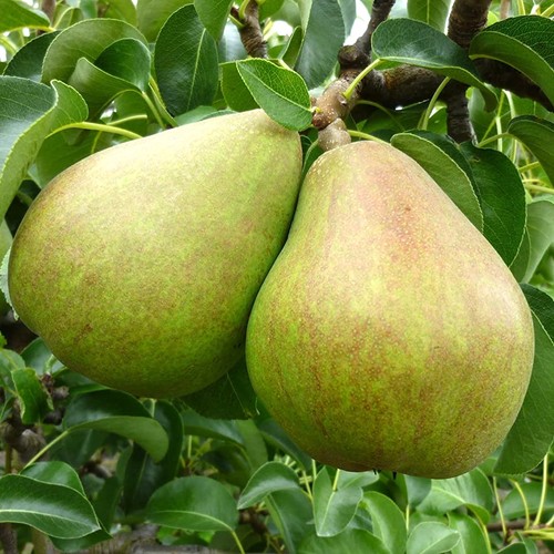 Duo Pear Patio Fruit Tree | Conference & Doyenné du Comice Pears | 2 ...