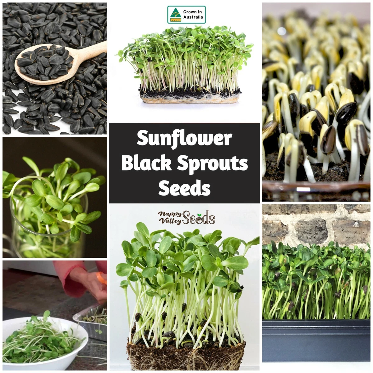 Sunflower Sprouts Growing