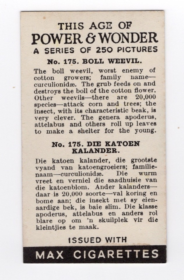 Power & Wonder cigarette card 1935 #175 The Boll Weevil, a pest of ...