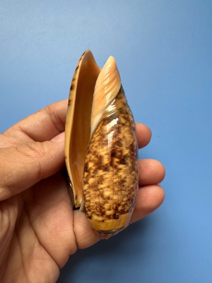 90.8mm | Oliva Miniacea| GIANT size | F+++ GEM | FREAK shape | Nice ...