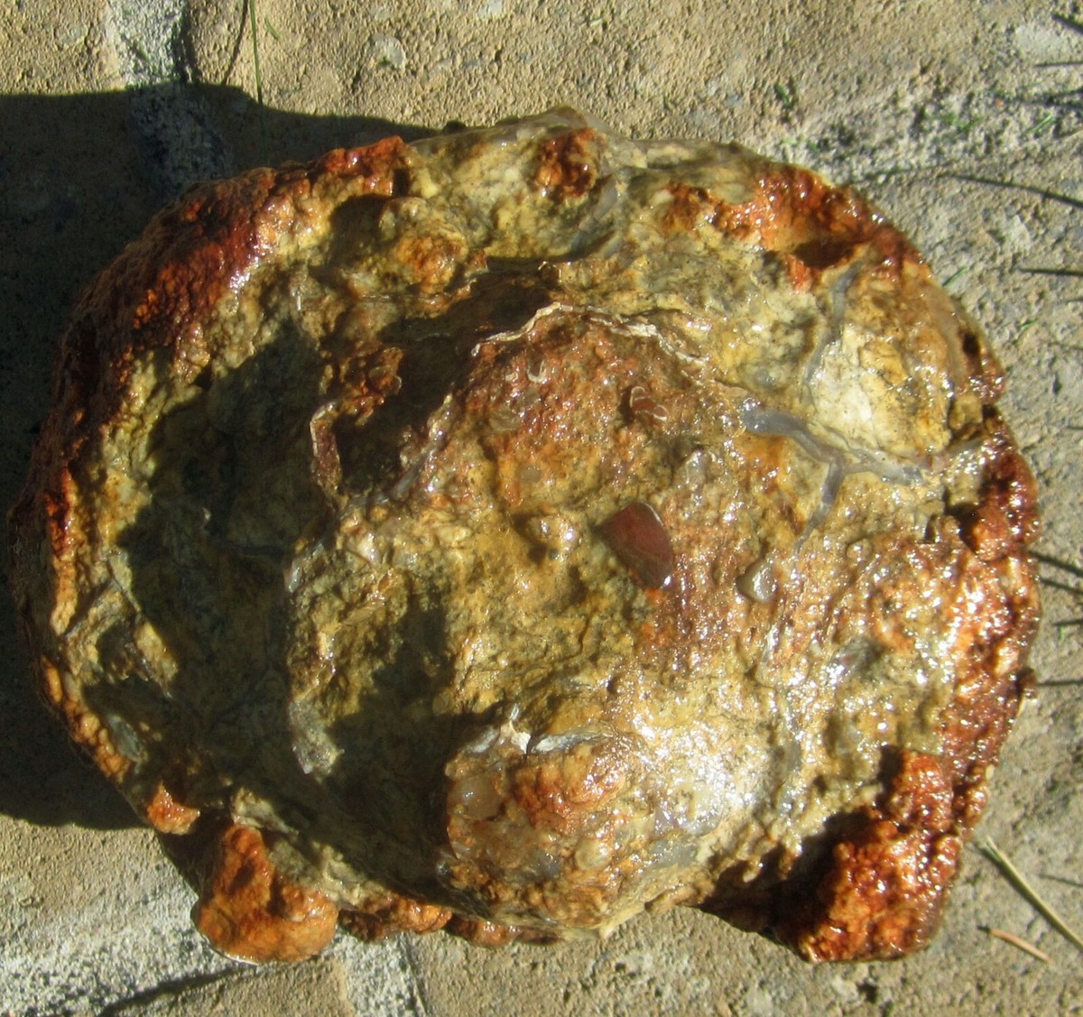 Dinosaur Dung Fossils