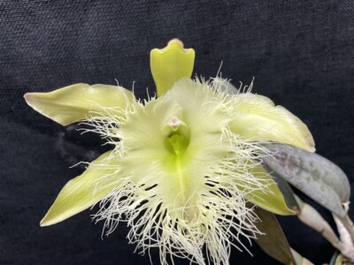 B. digbyana `Fiddlesticks' Original Species Cattleya Orchid Plant | eBay