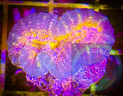 SAF~ ‘WYSIWYG”Ultra Orange Lobophyllia coral Frag, Colony Live Coral ...