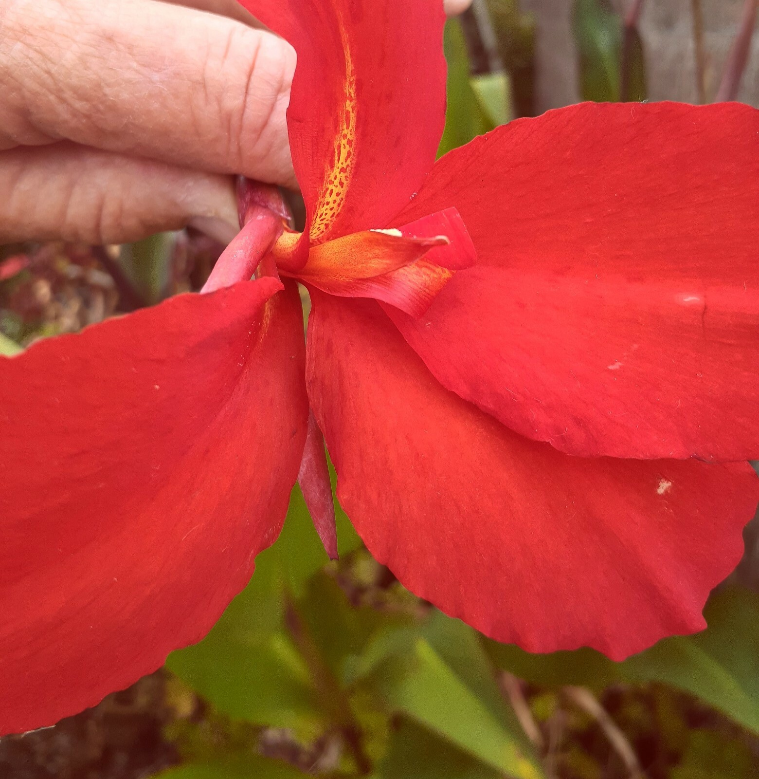 Mystery Canna LILY seeds bundleX 20 (Red +Coral) All Viable!!!! | eBay ...