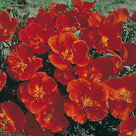 Eschscholzia Red Chief 1,000 seeds | eBay