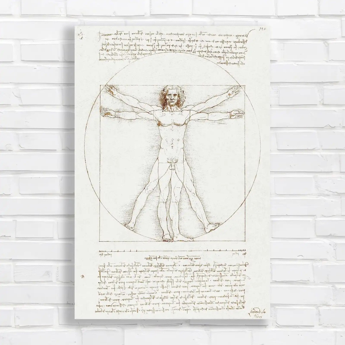 Original Vitruvian Man Leonardo's Vitruvian Man Drawing: A New