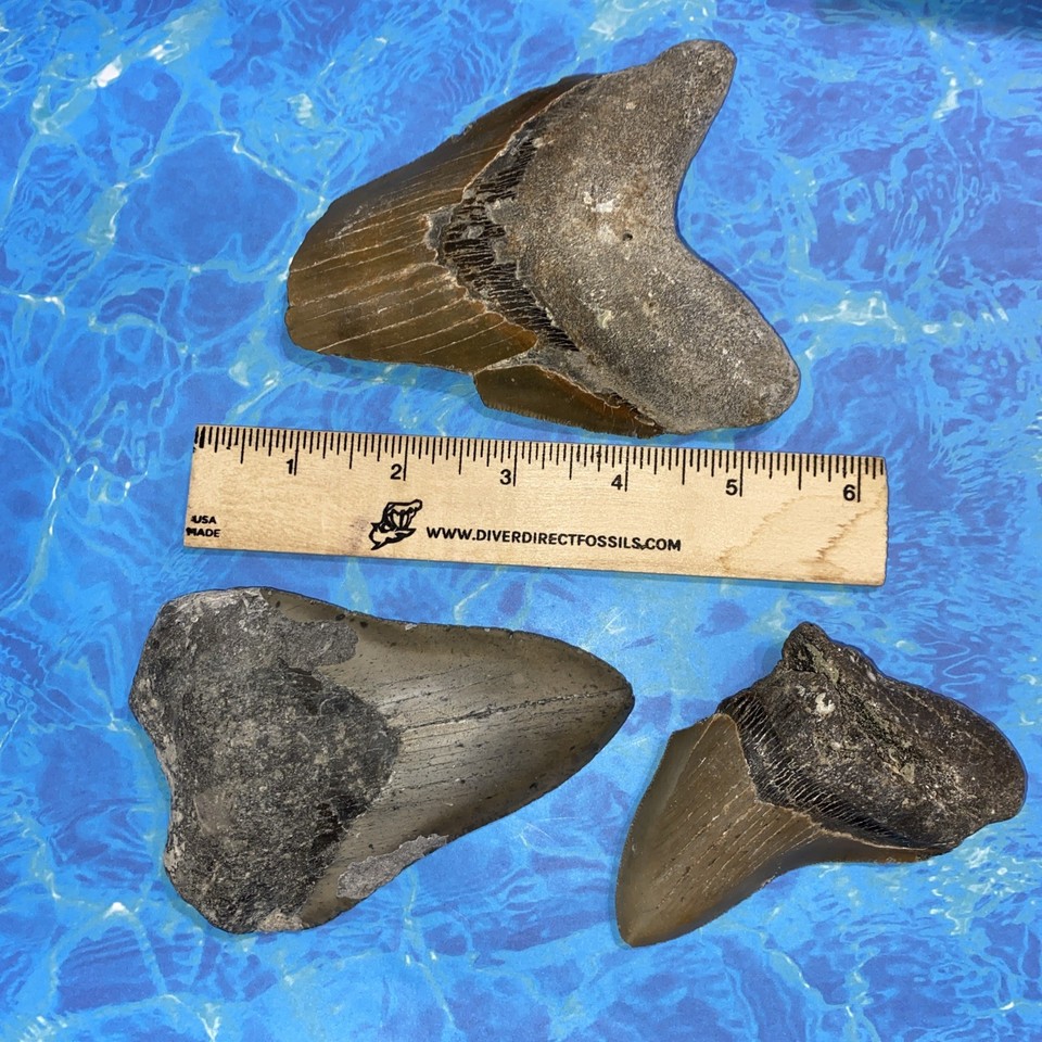 MEGALODON SHARK TEETH 1 POUND FRAGS TEETH MEG SCUBA DIVER DIRECT FOSSIL ...