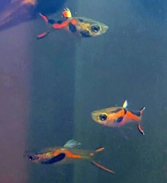 (Juvenile Mating Pair+1 extra fry) 1975 Original N Class Endler Neon ...